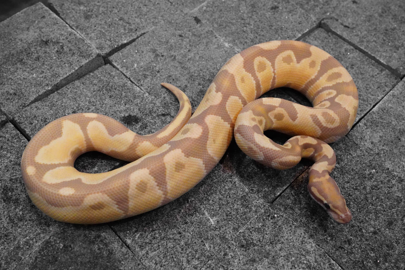 OD Fire Ultramel 50% Het Pied – REALITY BALL PYTHON
