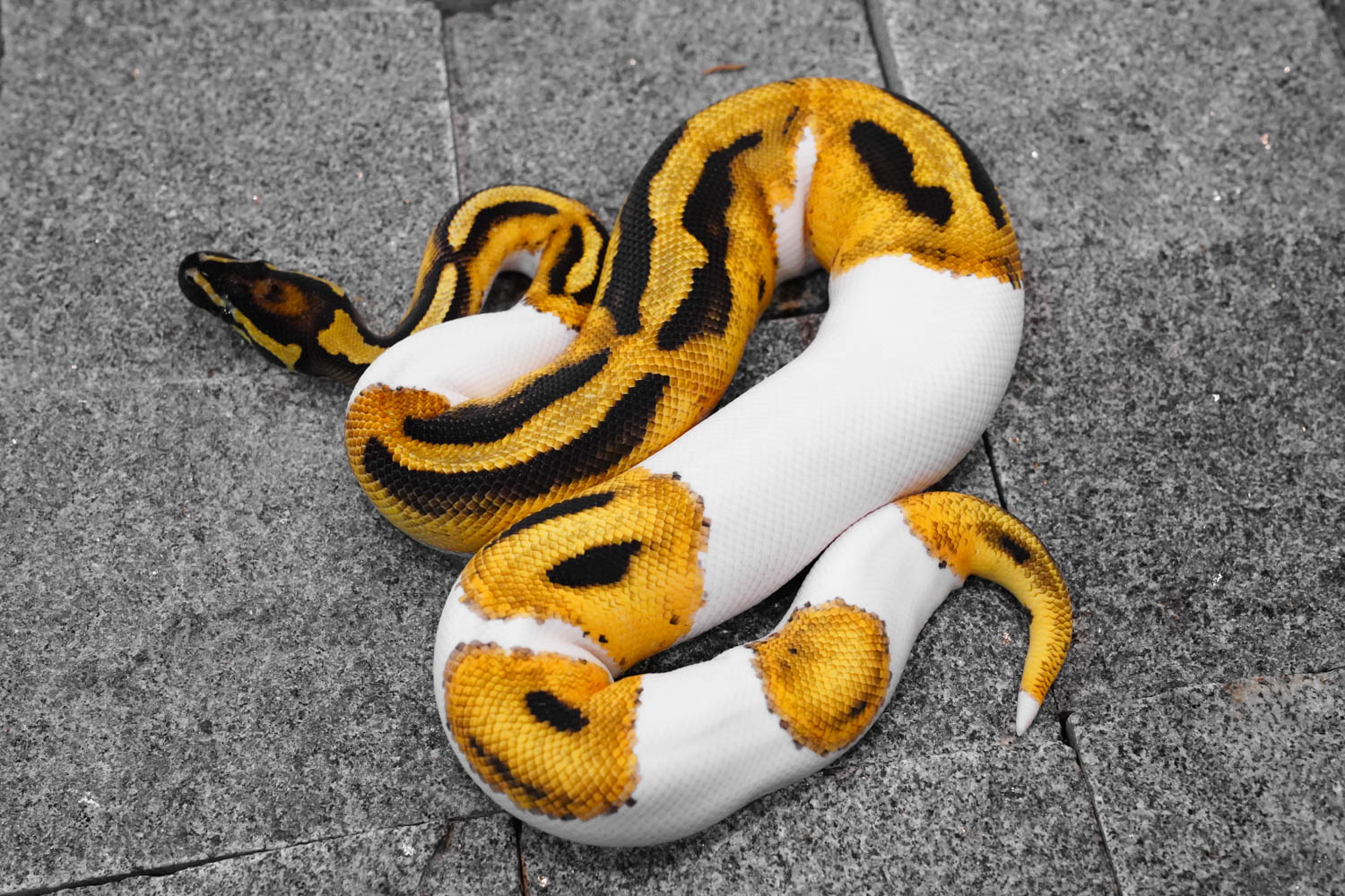 OD YB Panther Pied (HI) – REALITY BALL PYTHON