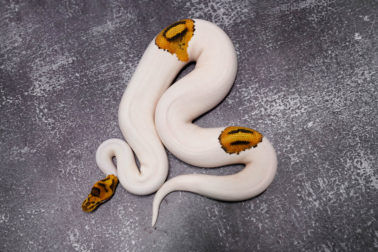 Special YB Pied – REALITY BALL PYTHON