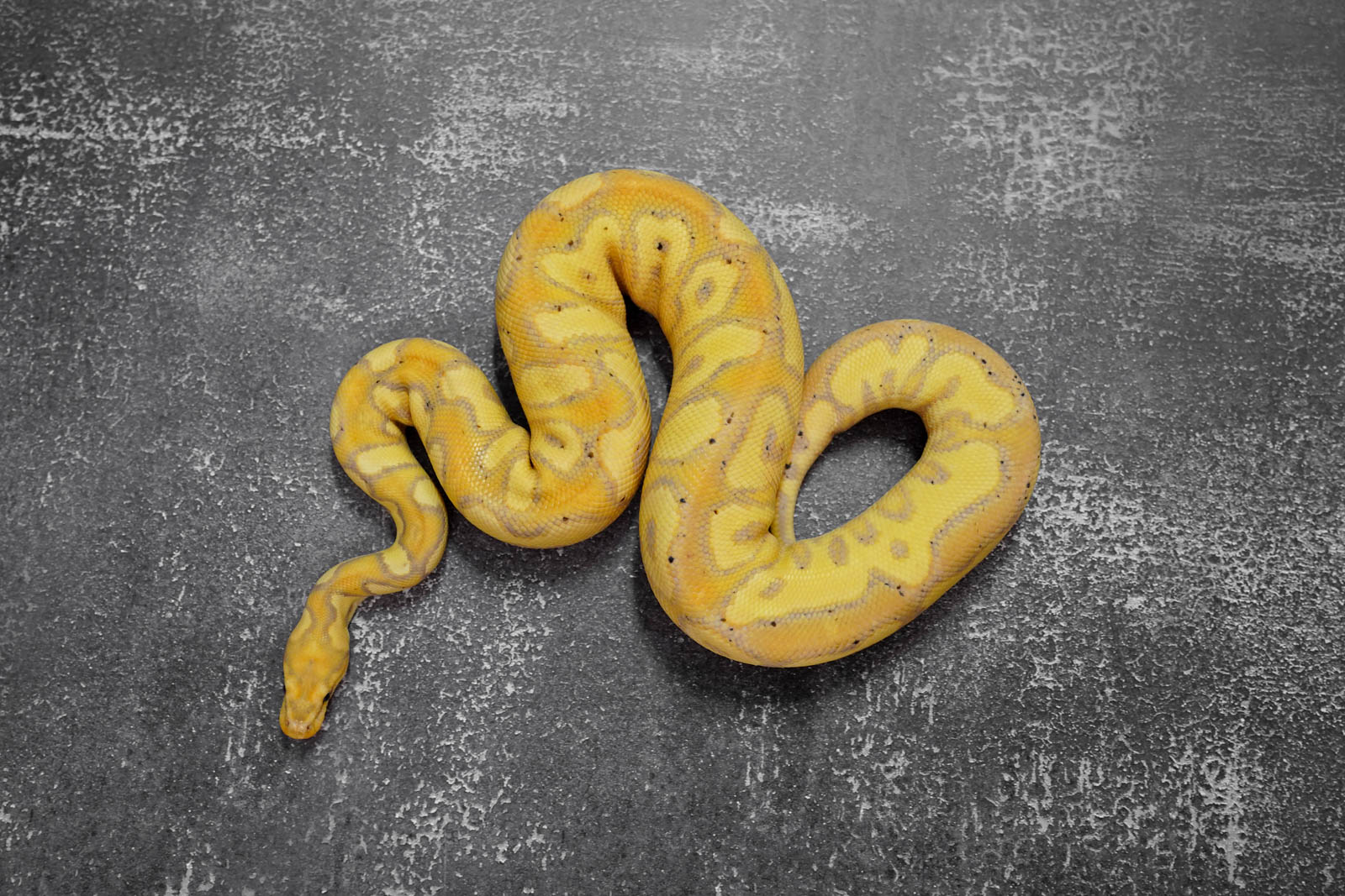 Banana Enchi YB Clown – REALITY BALL PYTHON