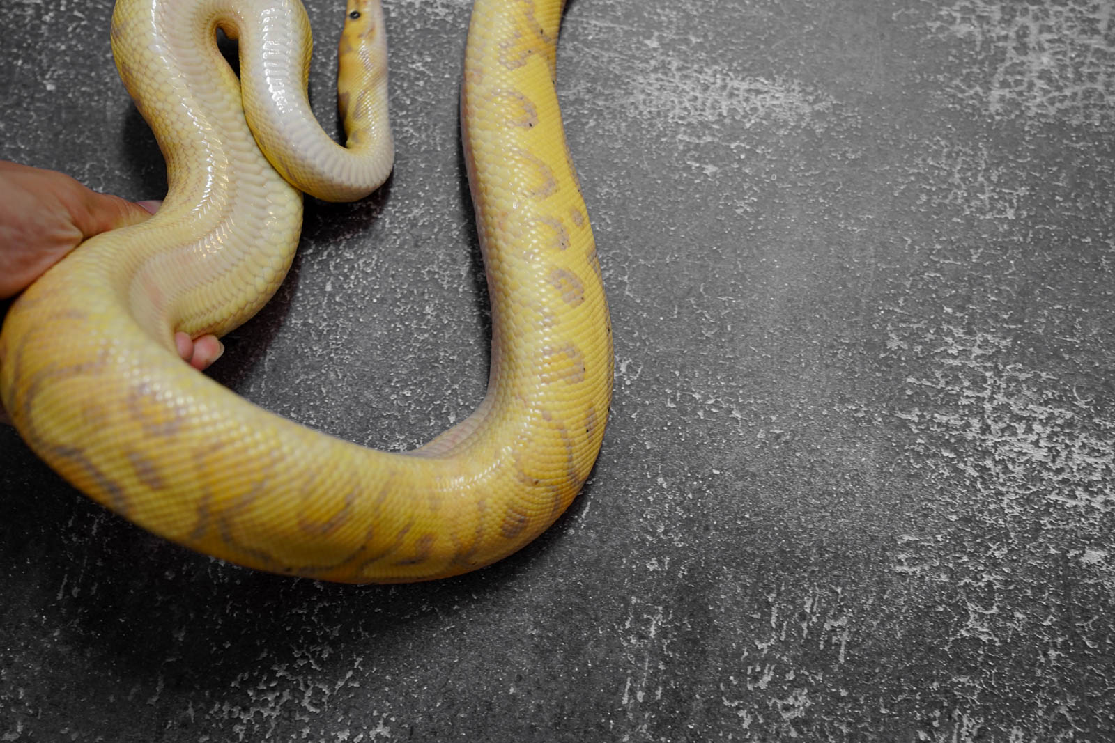 Banana Enchi YB Clown – REALITY BALL PYTHON