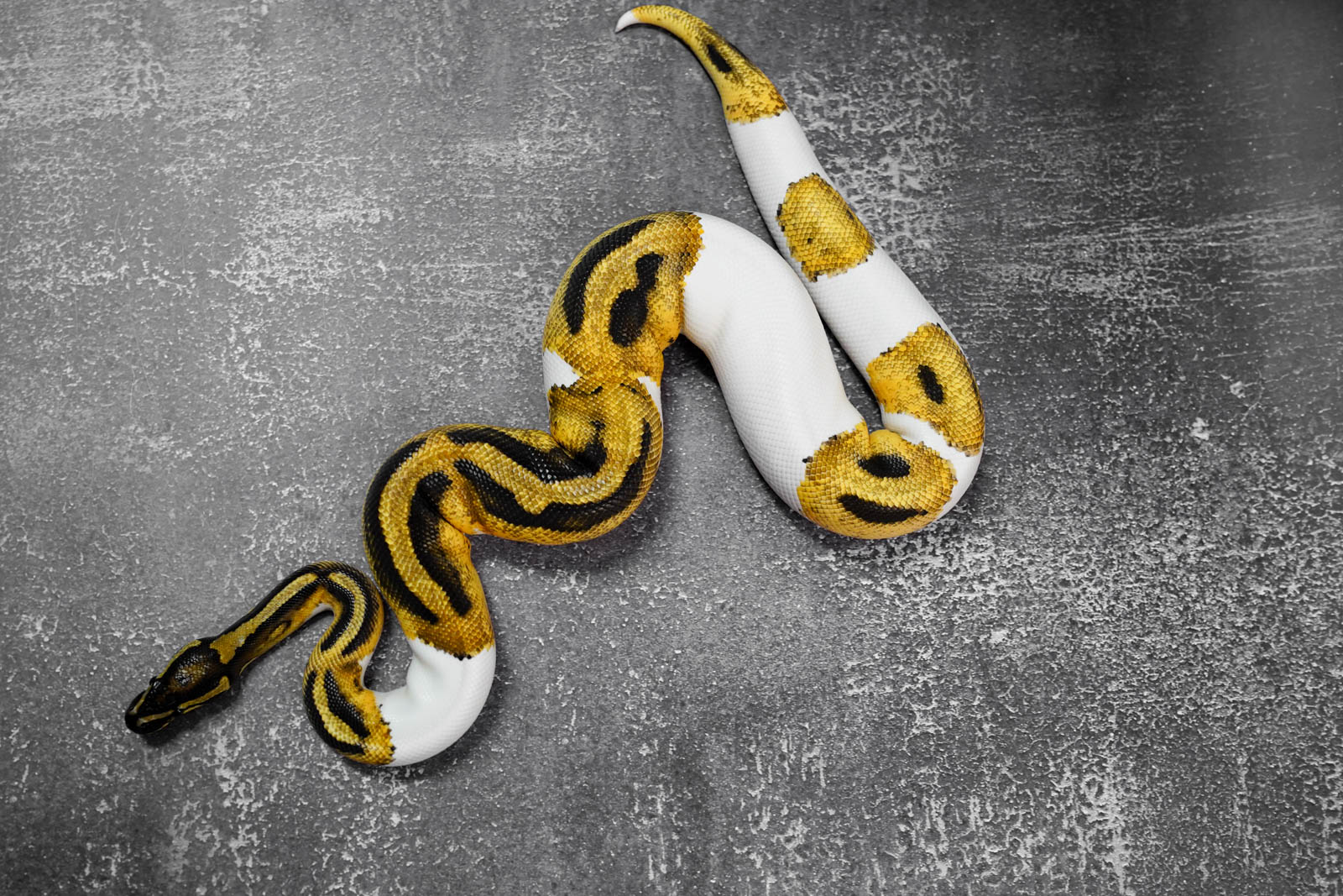 OD YB Panther Pied (HI) – REALITY BALL PYTHON