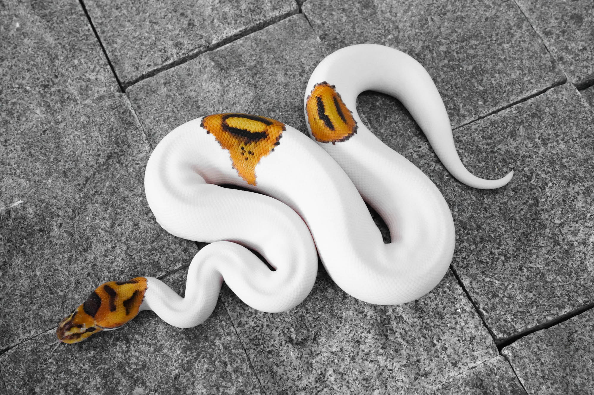 Special YB Pied – REALITY BALL PYTHON