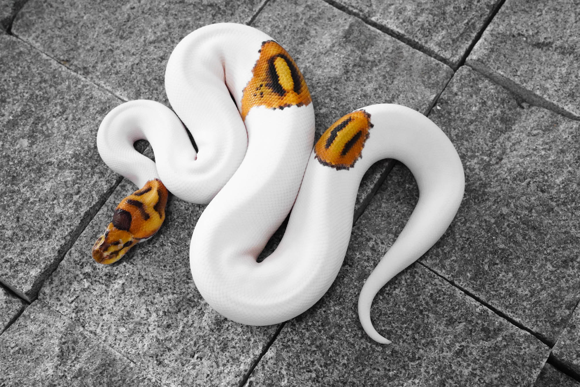 Special YB Pied – REALITY BALL PYTHON