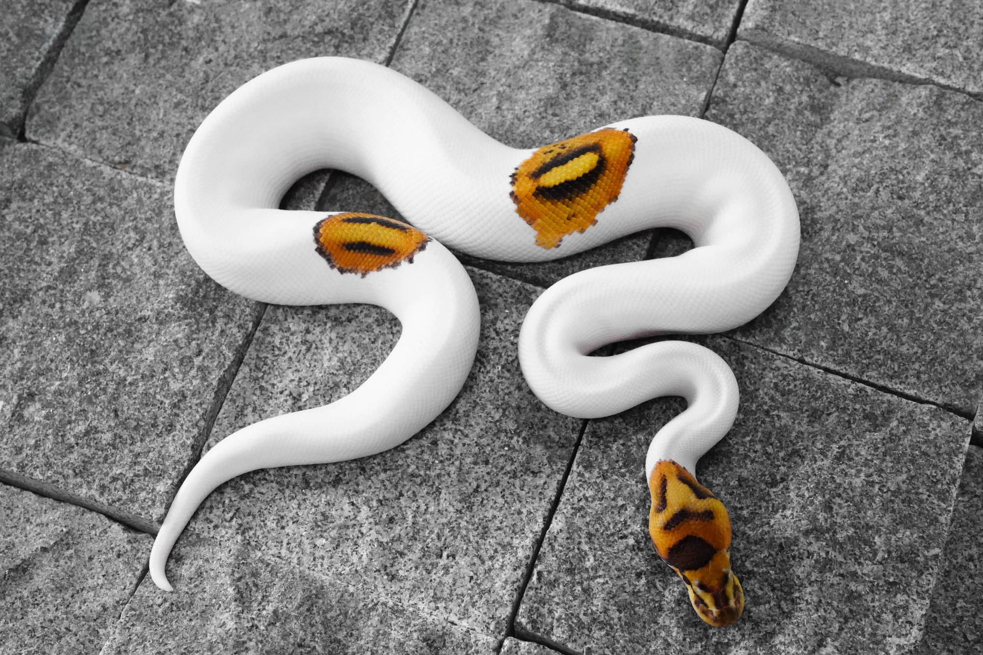 Special YB Pied – REALITY BALL PYTHON