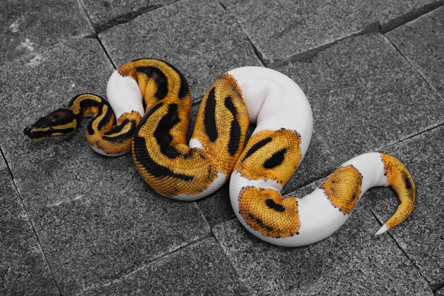OD YB Panther Pied (HI) – REALITY BALL PYTHON