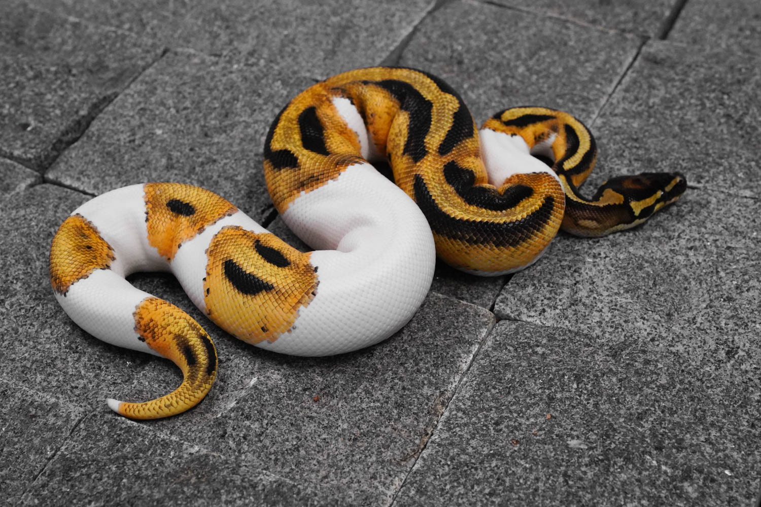 OD YB Panther Pied (HI) – REALITY BALL PYTHON