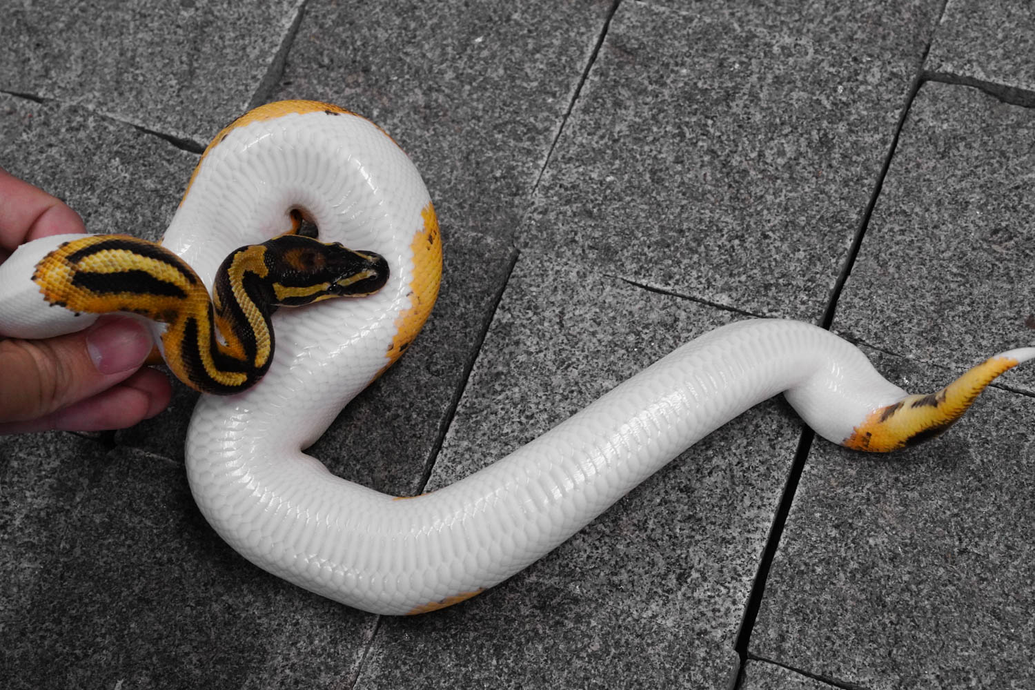 OD YB Panther Pied (HI) – REALITY BALL PYTHON