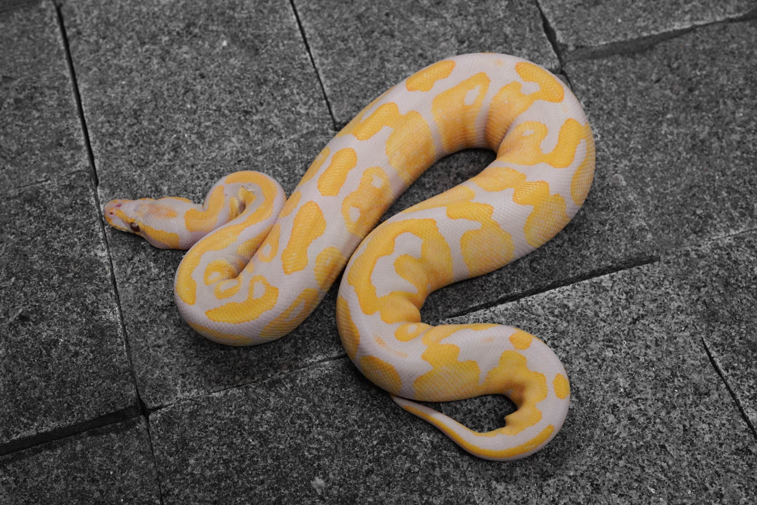 Lavender 100% Het Pied – REALITY BALL PYTHON