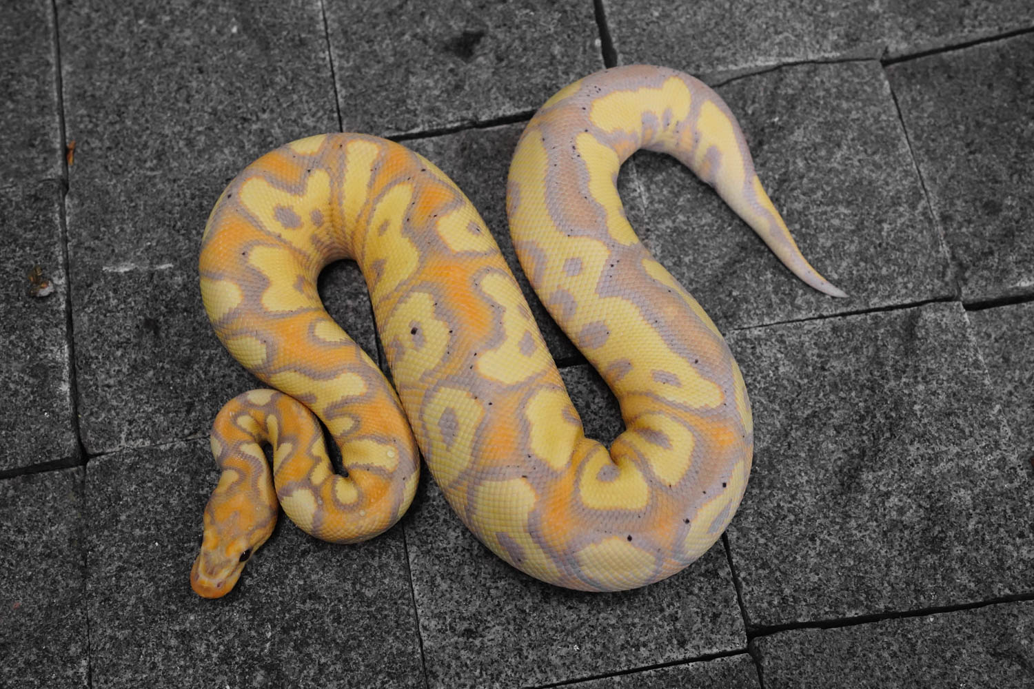 Banana Enchi YB Clown – REALITY BALL PYTHON