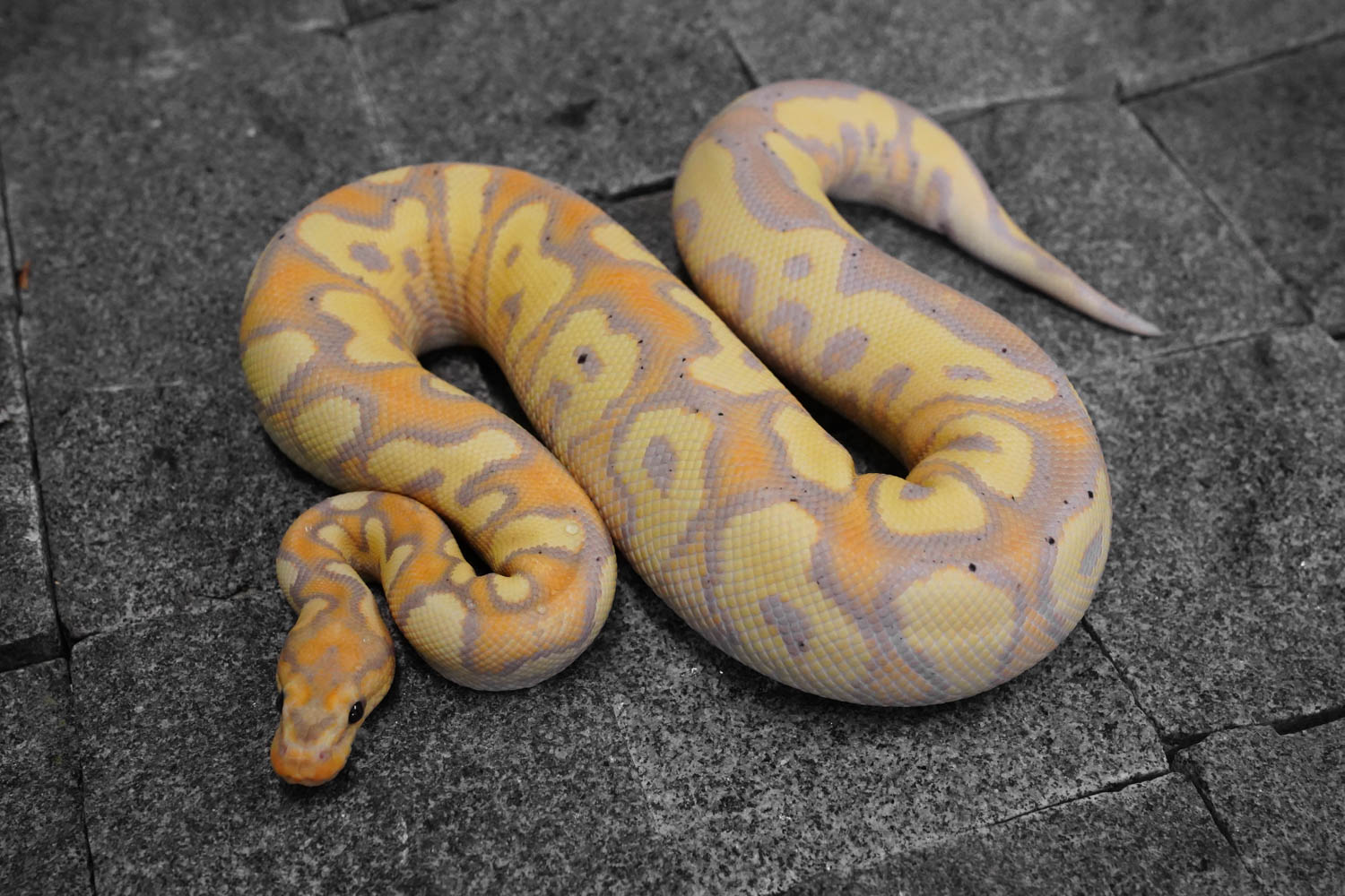 Banana Enchi YB Clown – REALITY BALL PYTHON