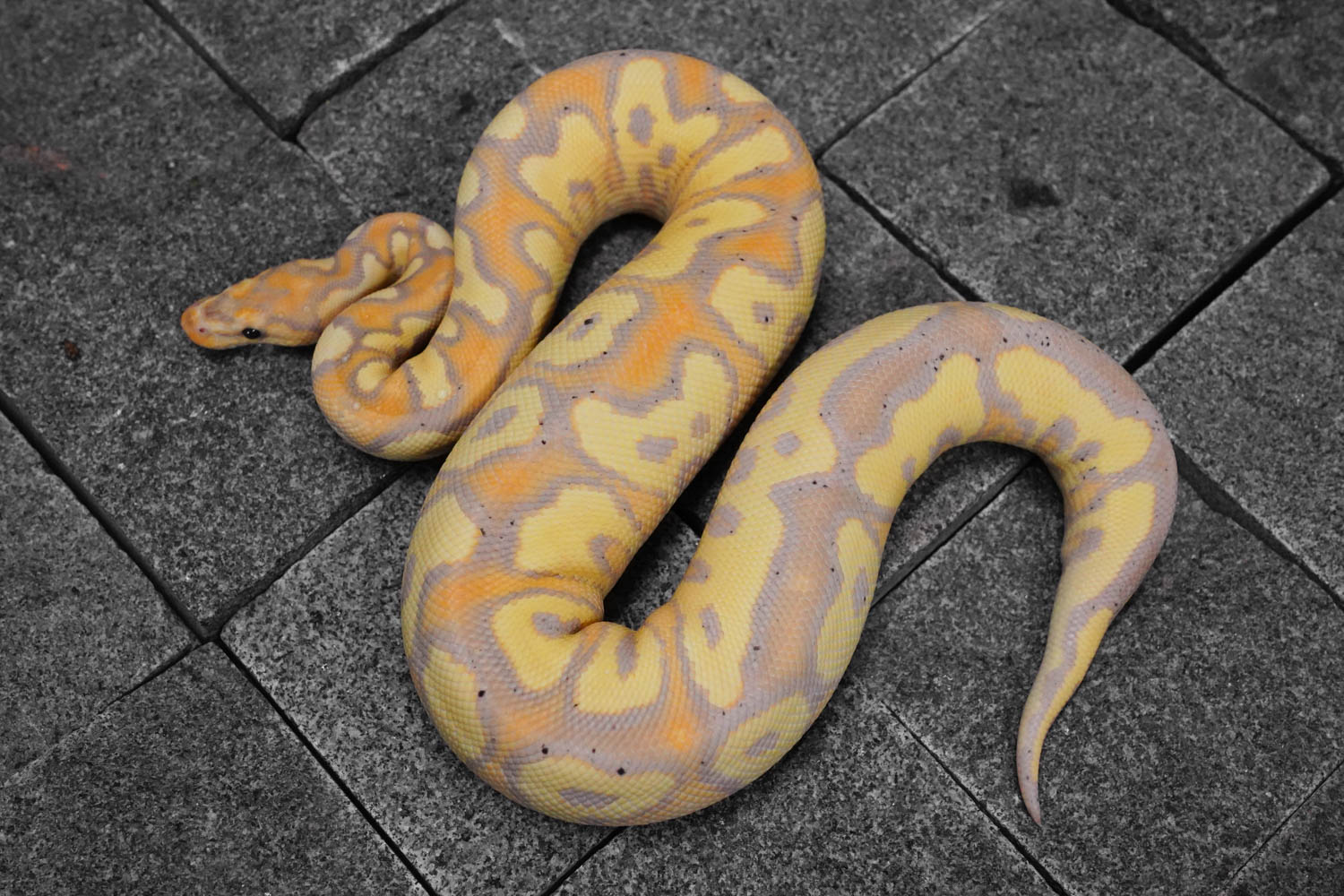 Banana Enchi YB Clown – REALITY BALL PYTHON