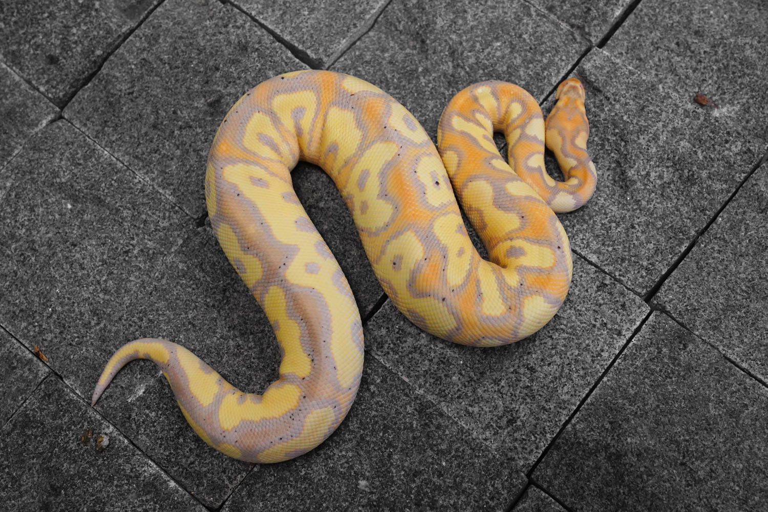 Banana Enchi YB Clown – REALITY BALL PYTHON