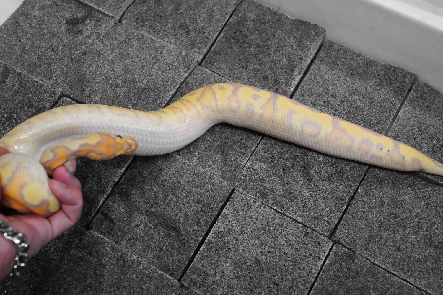 Banana Enchi YB Clown – REALITY BALL PYTHON