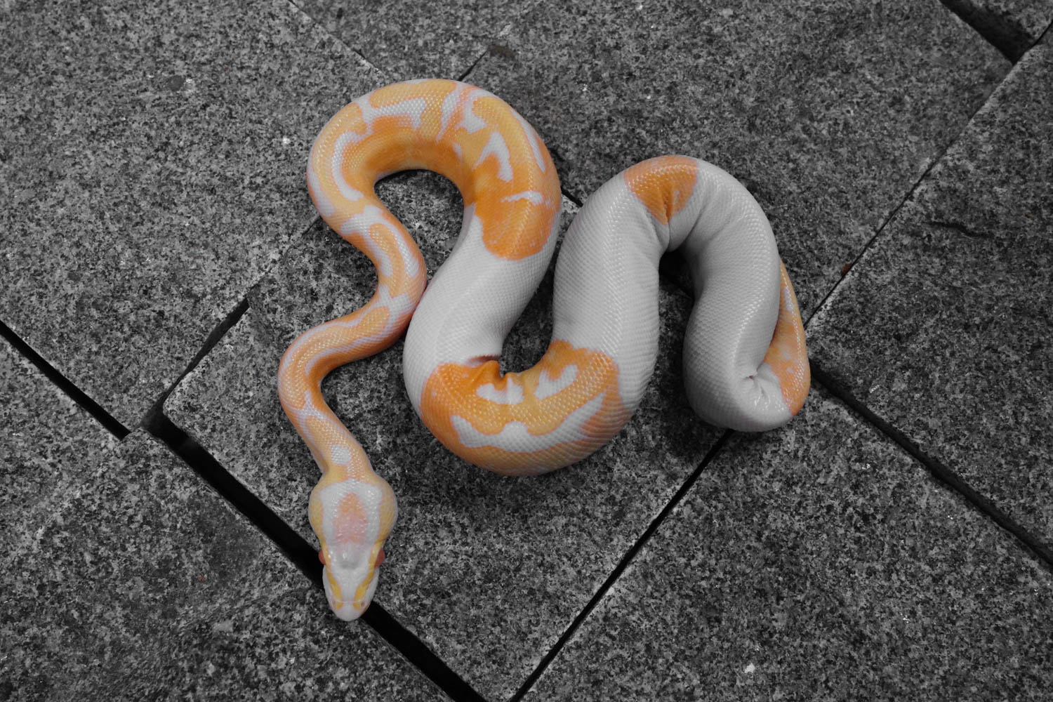 Paradox Albino Pied Ball Python