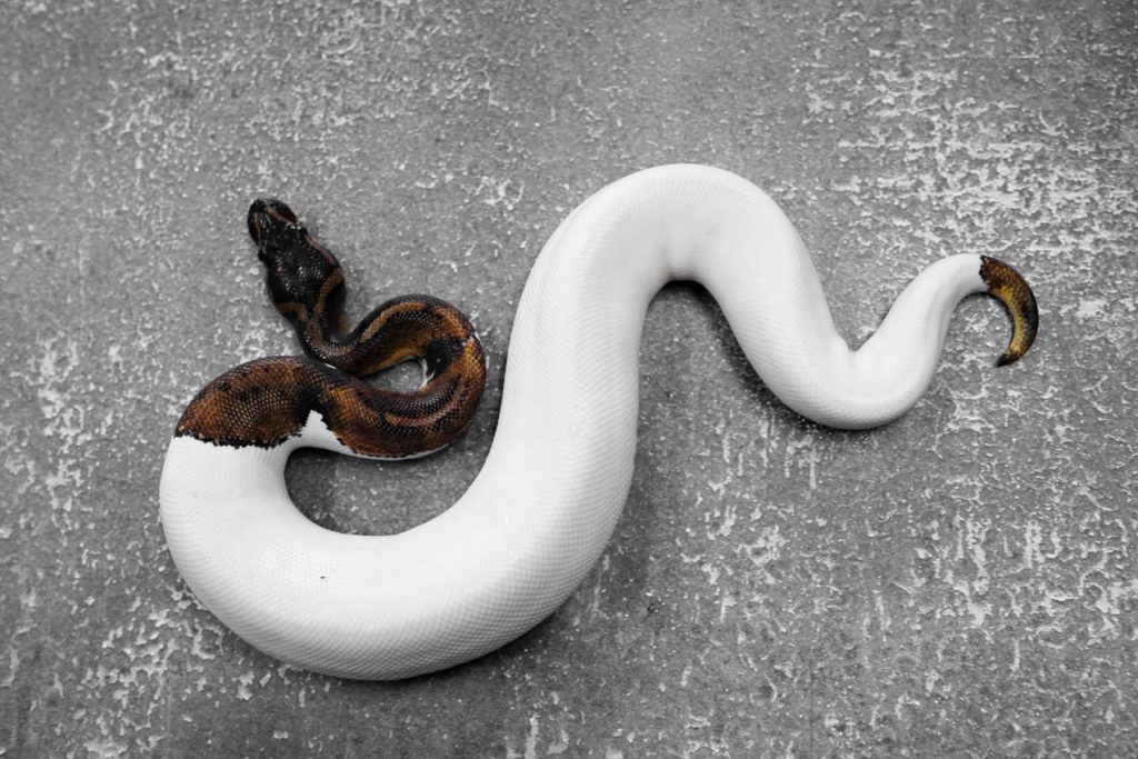 Copper Pied – REALITY BALL PYTHON