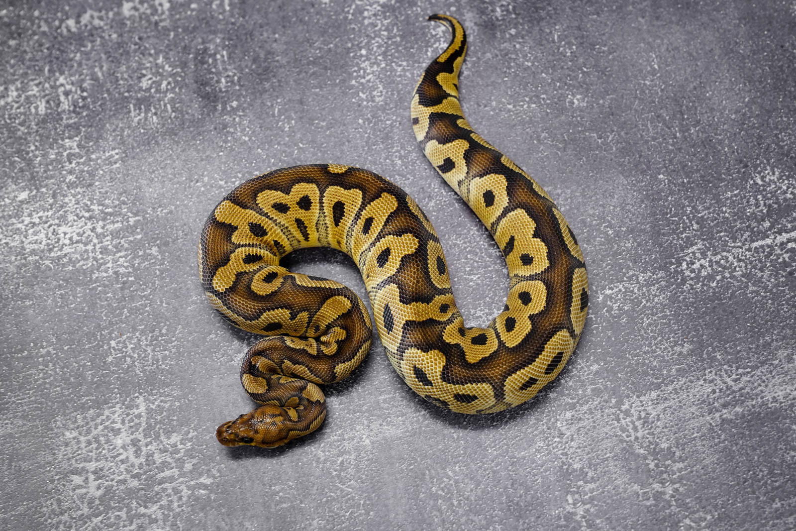 Clown 100% Het Lavender – REALITY BALL PYTHON