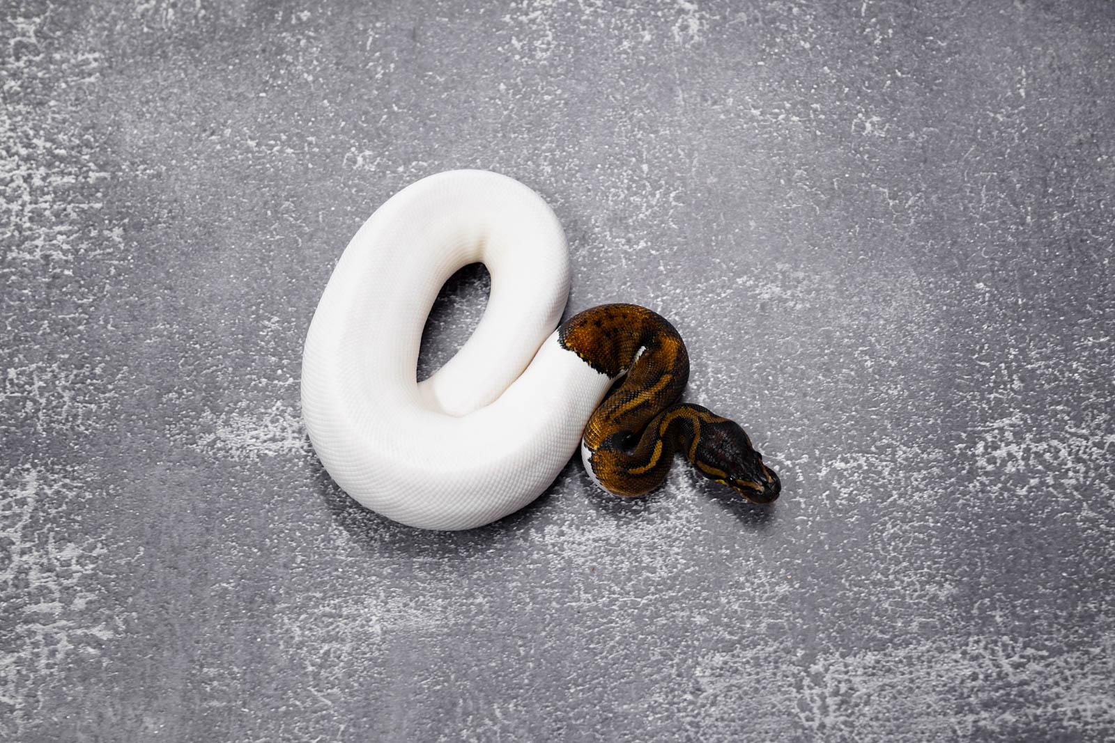 Copper Pied – REALITY BALL PYTHON