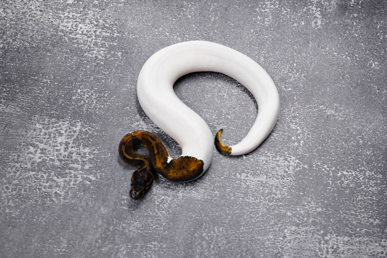 Copper Pied – REALITY BALL PYTHON