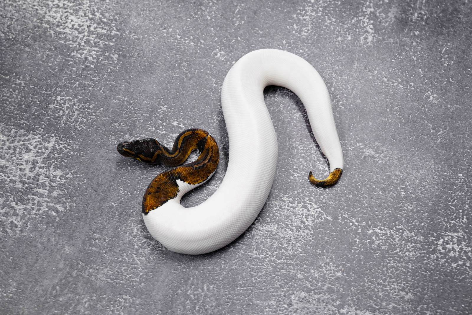 Copper Pied – REALITY BALL PYTHON