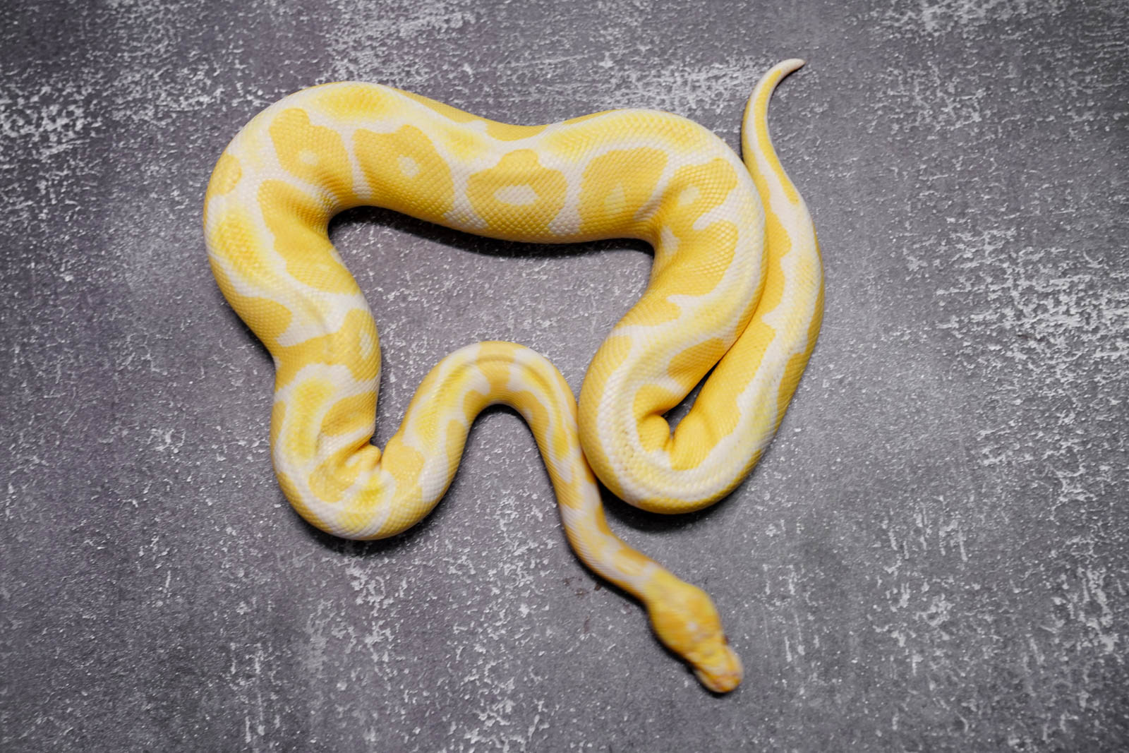 Lavender Clown – REALITY BALL PYTHON