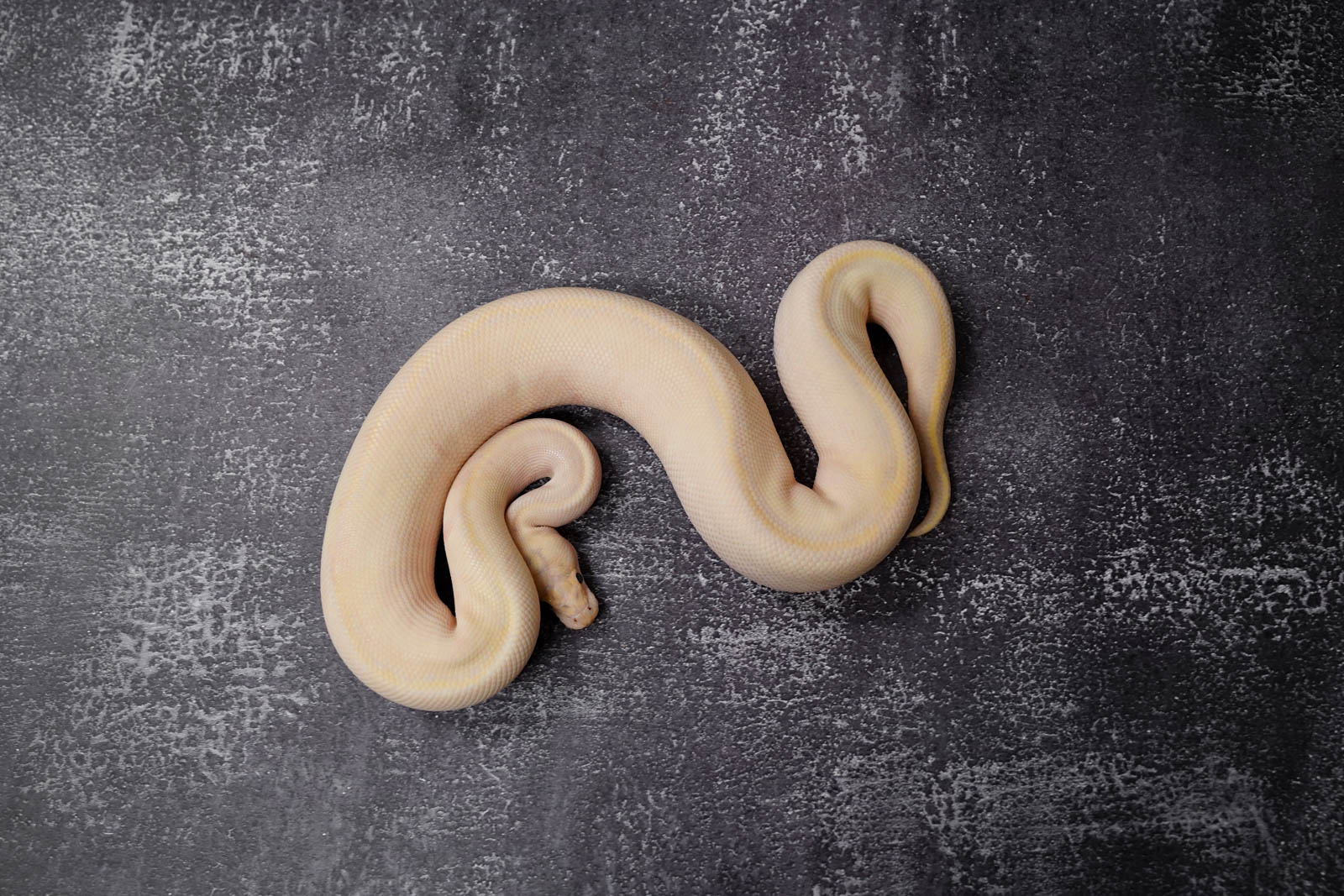 Ivory Desert Ghost Poss Cryptic – REALITY BALL PYTHON