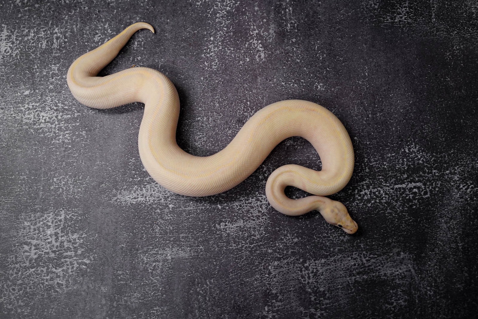 Ivory Desert Ghost Poss Cryptic – REALITY BALL PYTHON