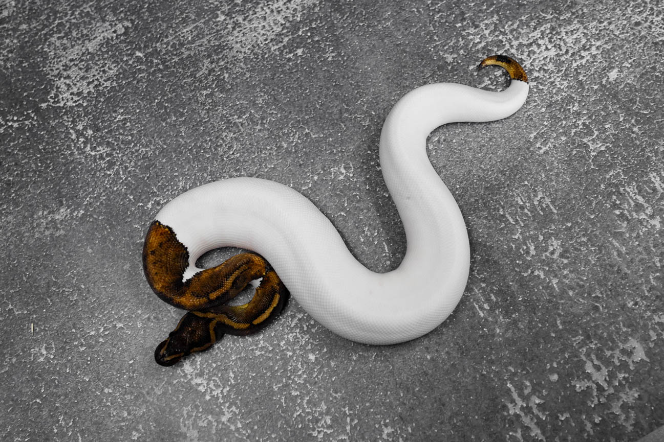 Copper Pied – REALITY BALL PYTHON