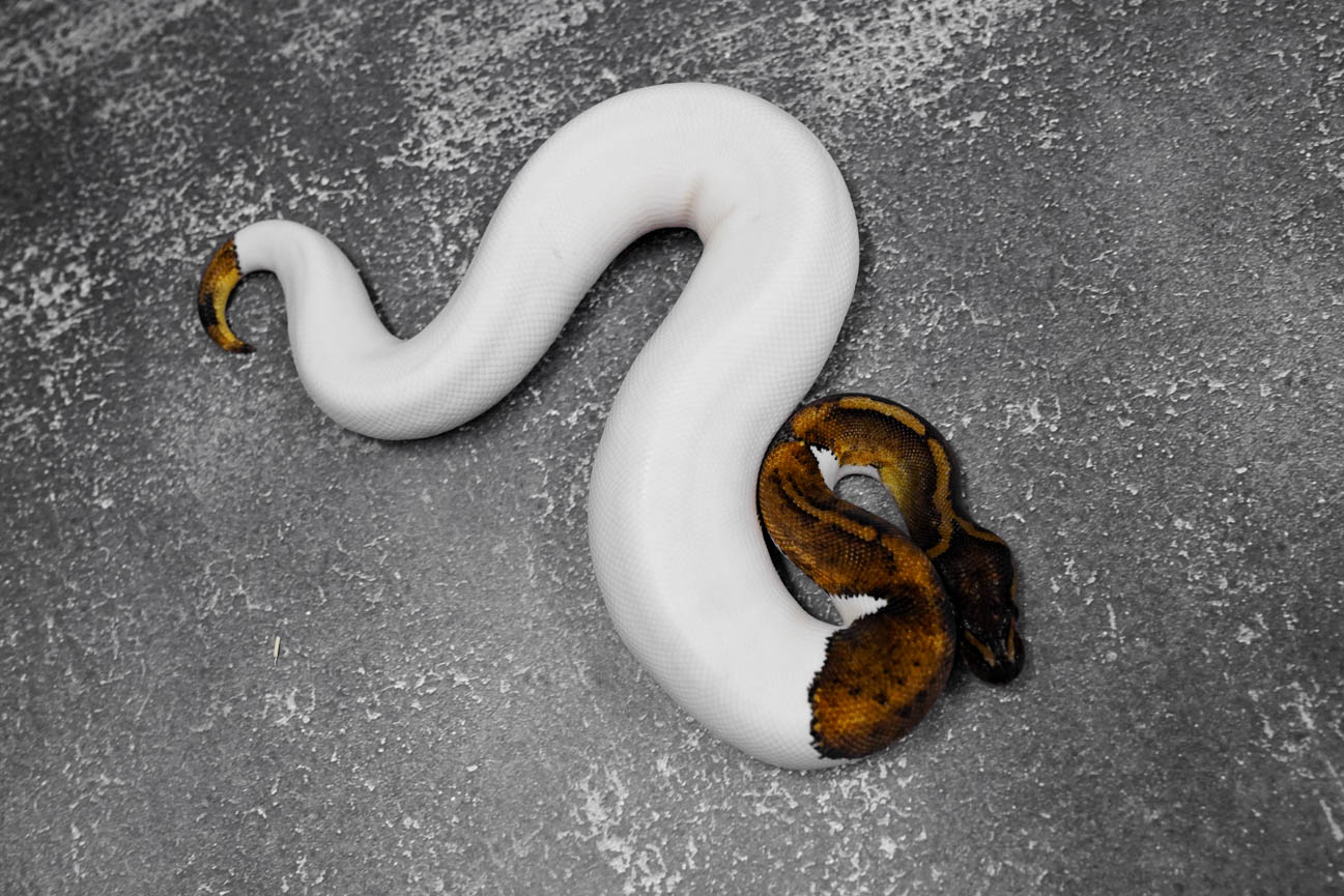 Copper Pied – REALITY BALL PYTHON