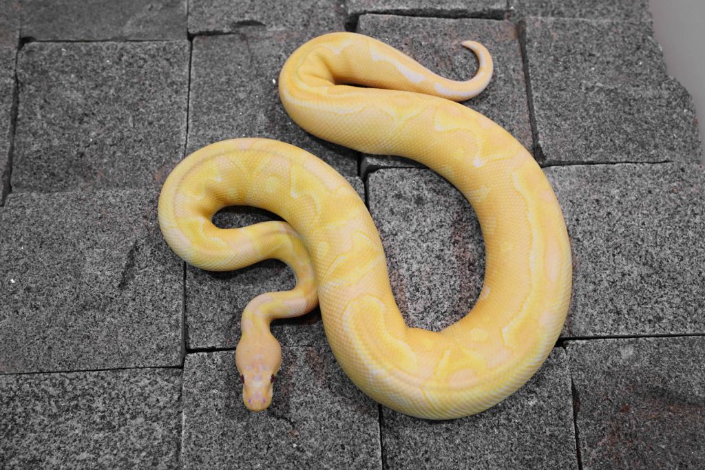 Pastel Lavender Clown – REALITY BALL PYTHON