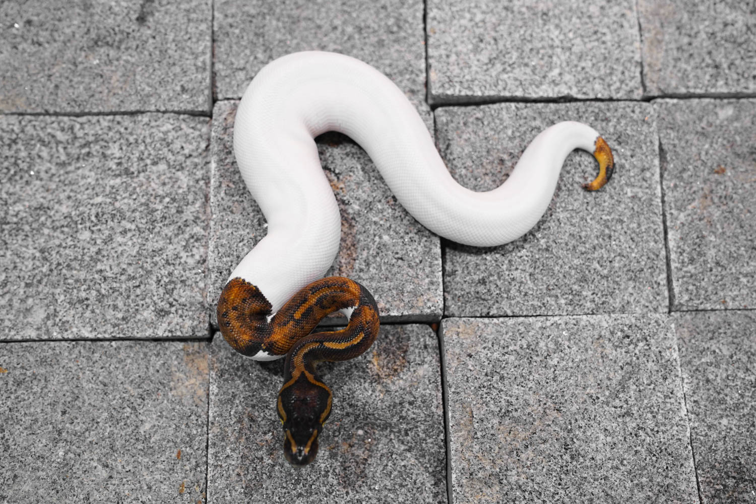 Copper Pied – REALITY BALL PYTHON