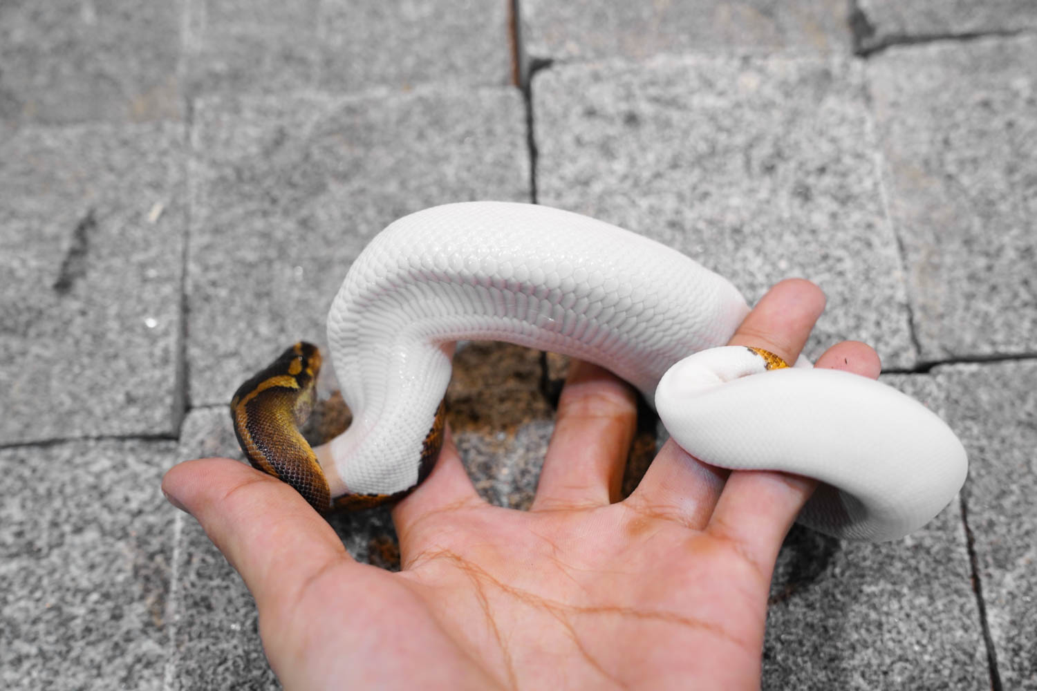 Copper Pied – REALITY BALL PYTHON