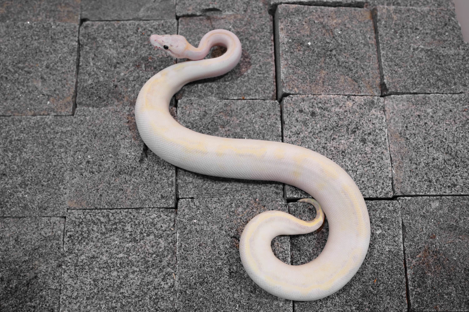 Pastel Ivory Desert Ghost Poss Cryptic – REALITY BALL PYTHON