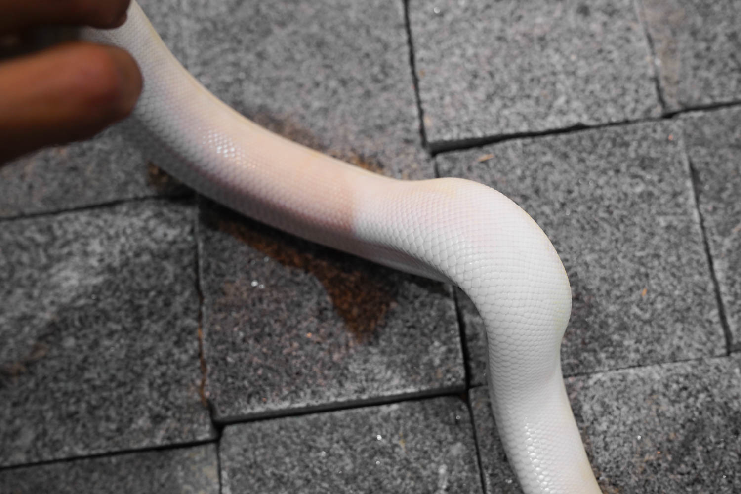 Pastel Ivory Desert Ghost Poss Cryptic – REALITY BALL PYTHON