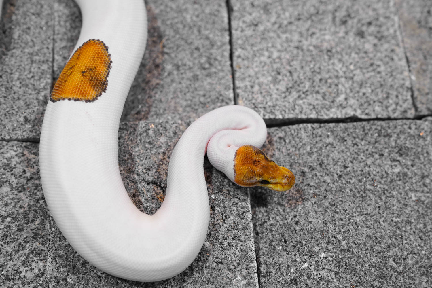 Special Pied – REALITY BALL PYTHON