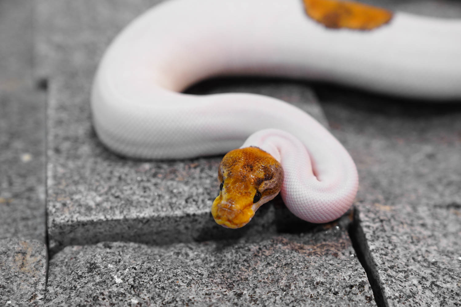 Special Pied – REALITY BALL PYTHON