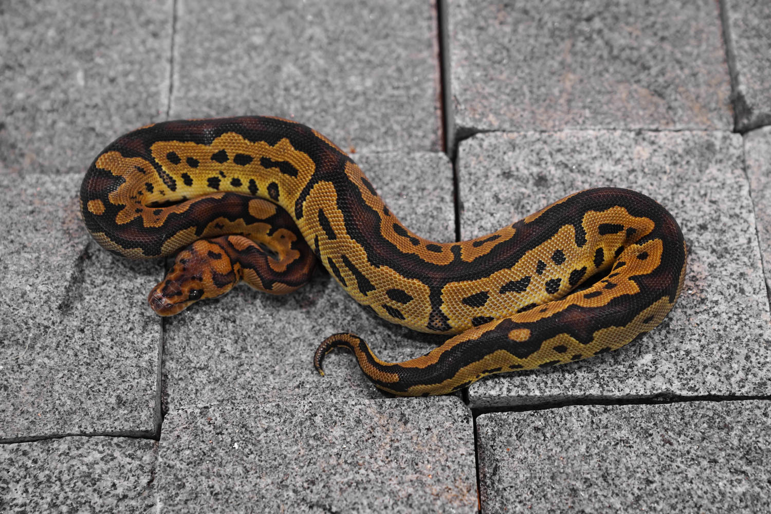 Clown – REALITY BALL PYTHON