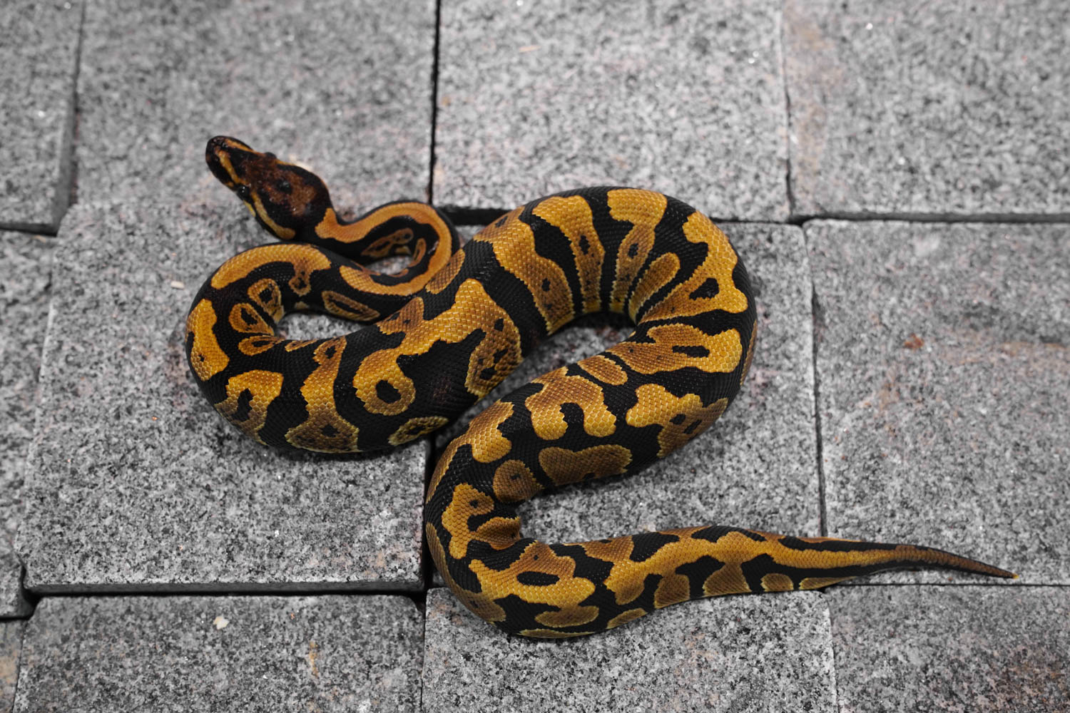 Confusion 100% Het Clown – REALITY BALL PYTHON