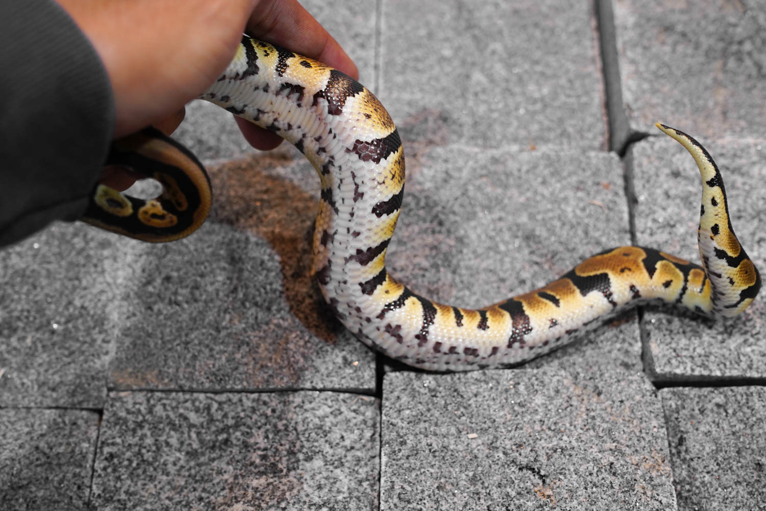 Confusion 100% Het Clown – REALITY BALL PYTHON