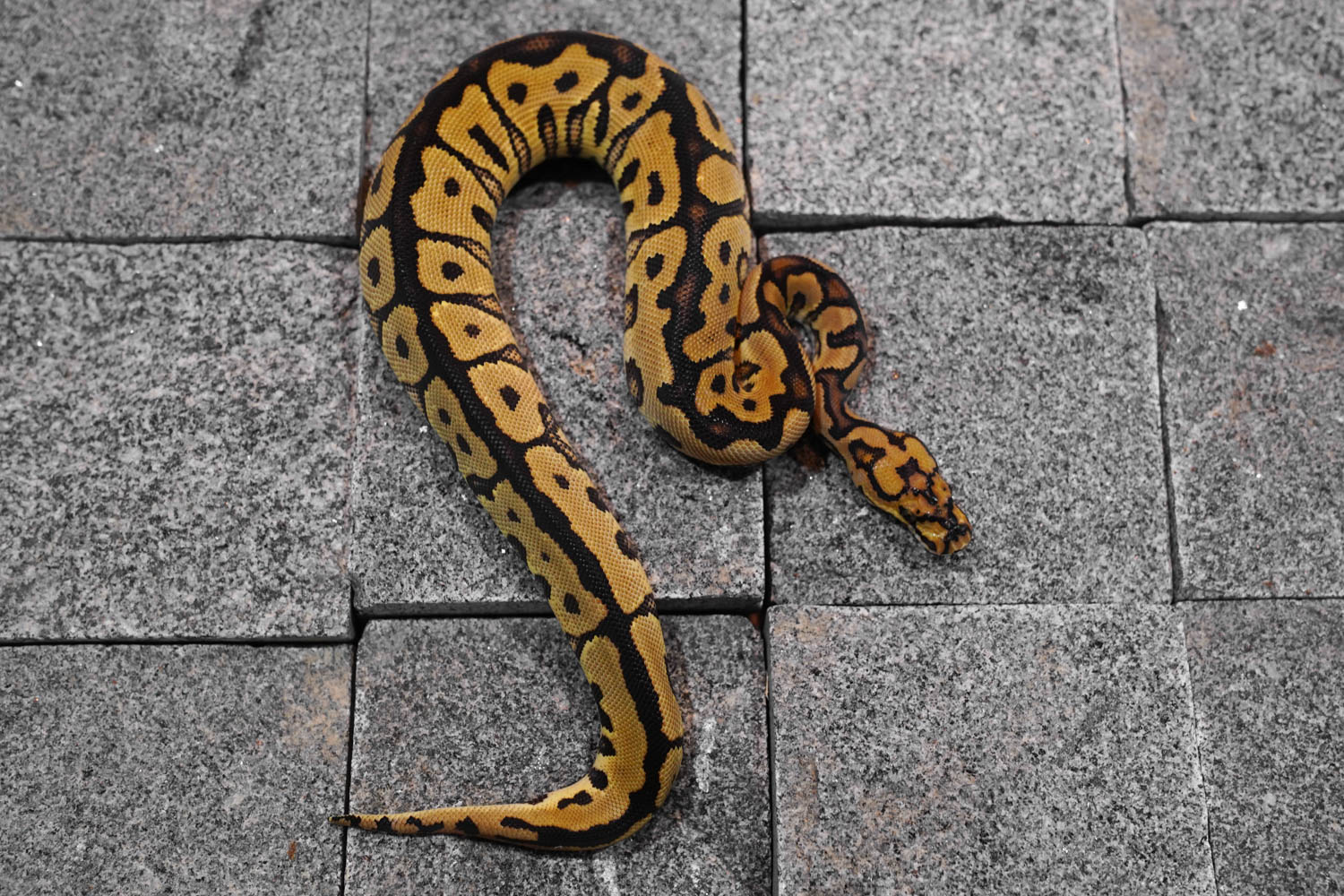 Spotnose Clown – REALITY BALL PYTHON
