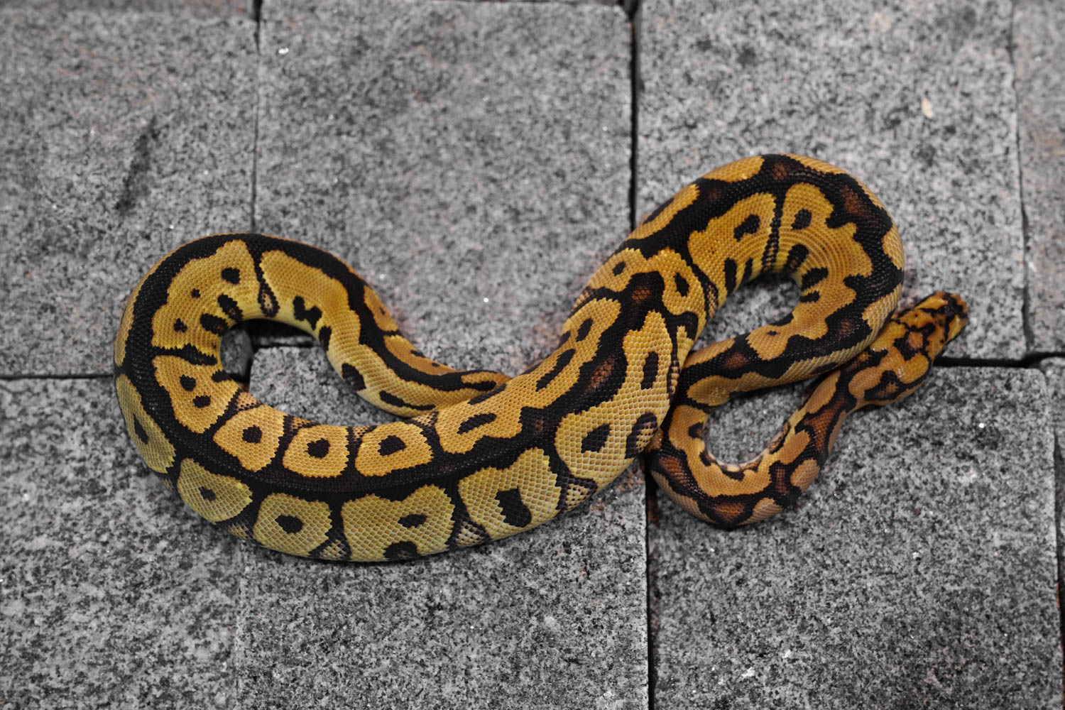 Spotnose Clown – REALITY BALL PYTHON