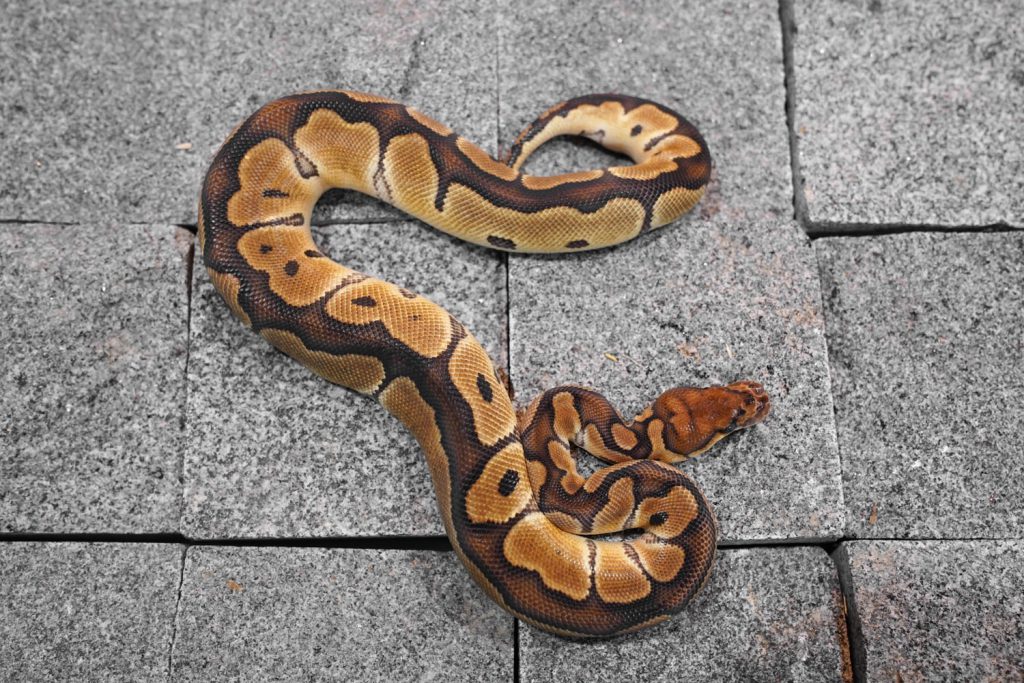 YB Clown – REALITY BALL PYTHON