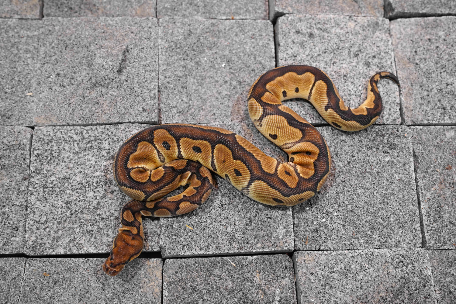 YB Clown – REALITY BALL PYTHON