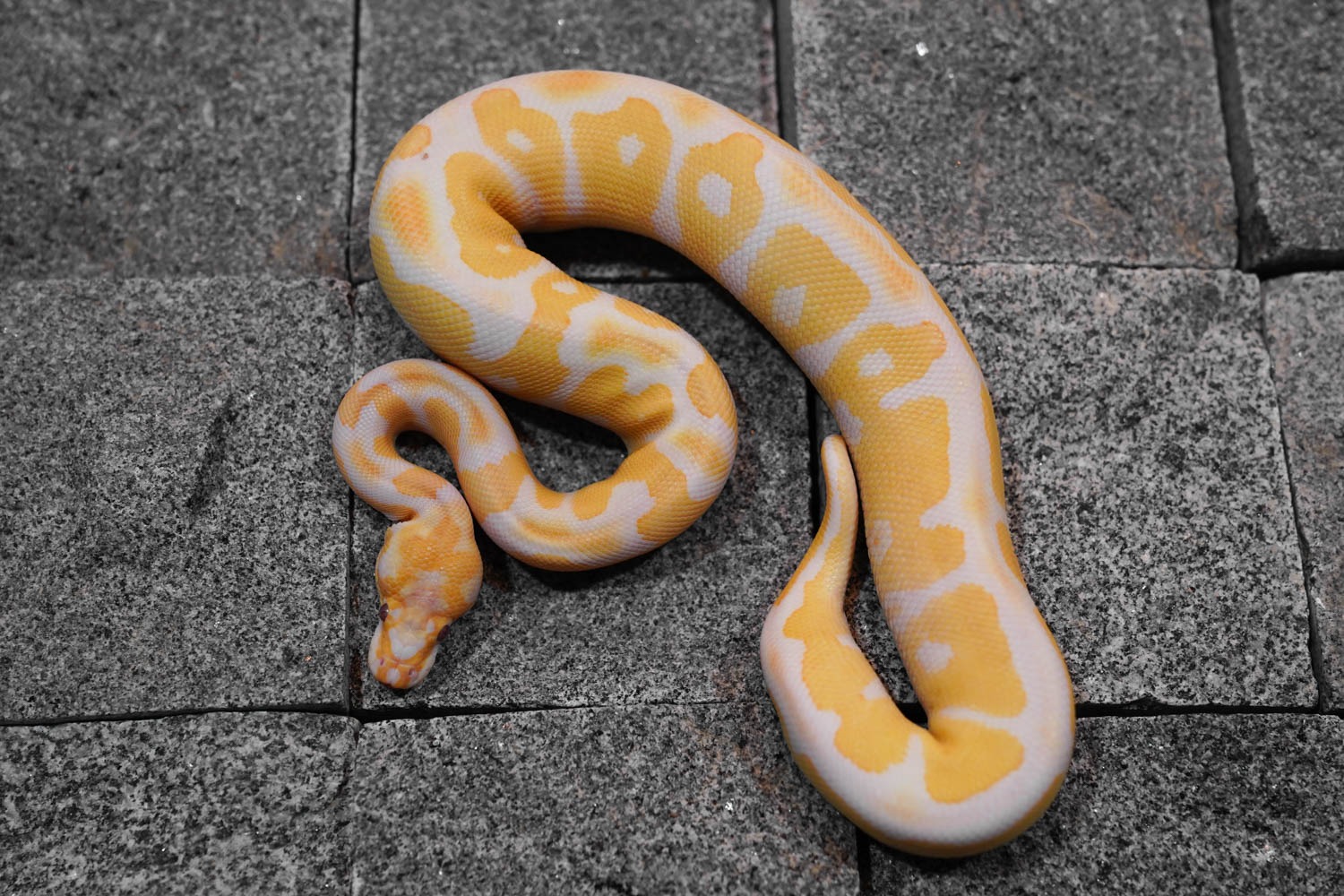 Lavender Clown – REALITY BALL PYTHON