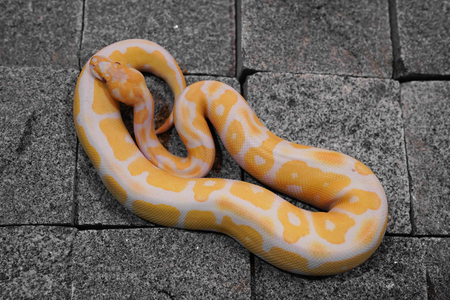 Lavender Clown – REALITY BALL PYTHON