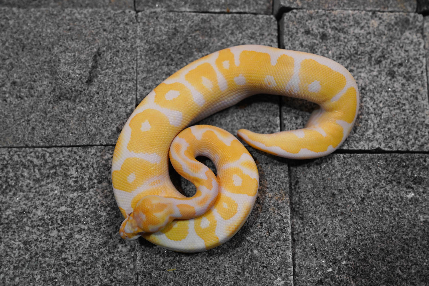 Lavender Clown – REALITY BALL PYTHON