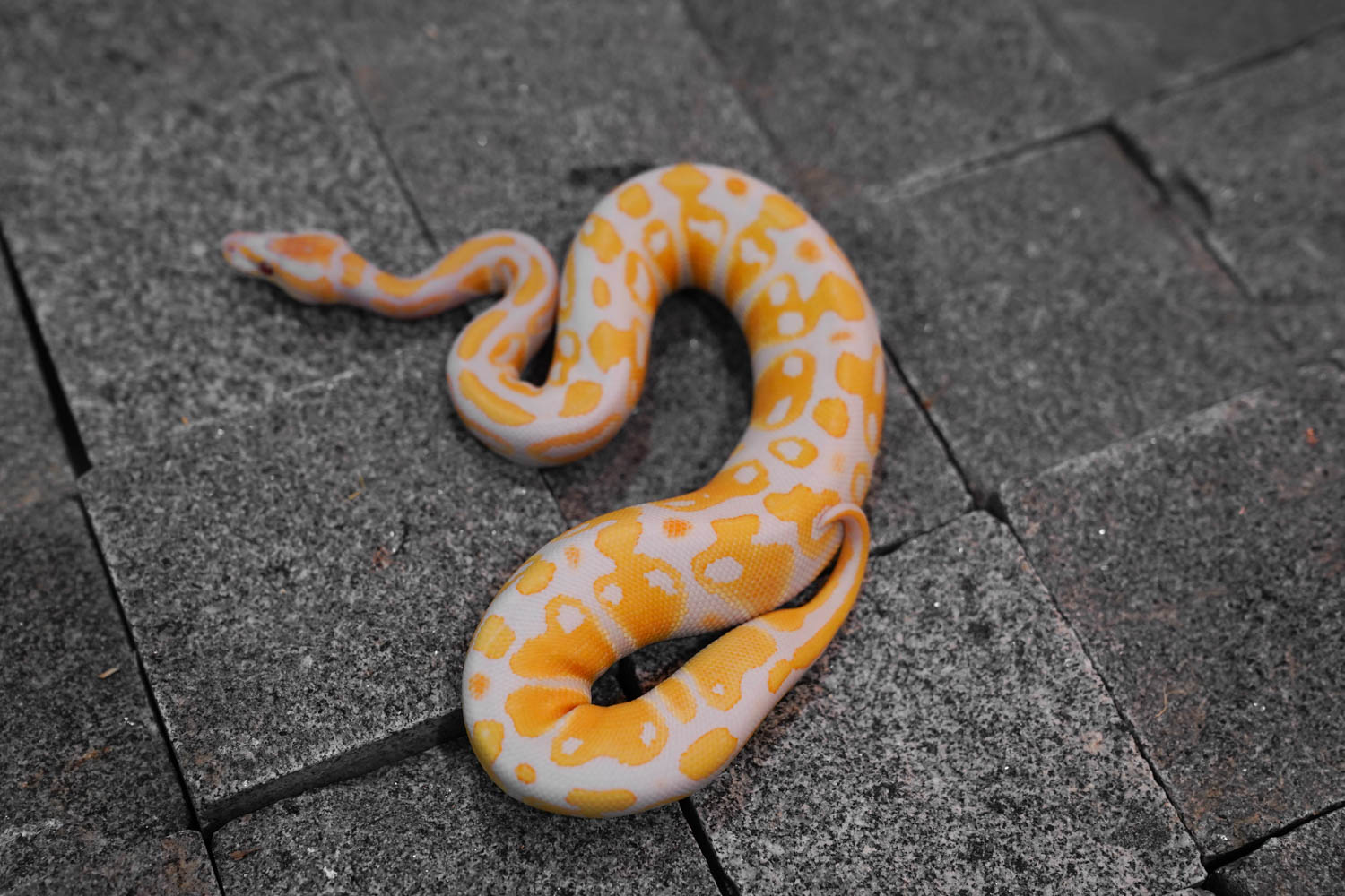 Lavender 100% Het Clown – REALITY BALL PYTHON