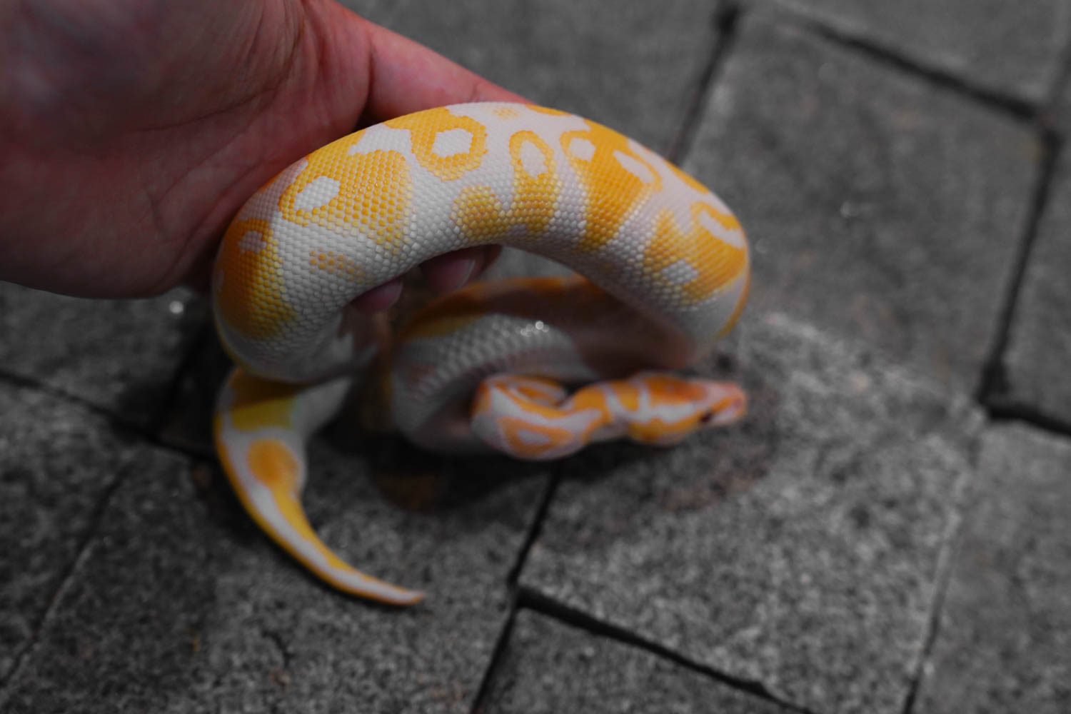 Lavender 100% Het Clown – REALITY BALL PYTHON