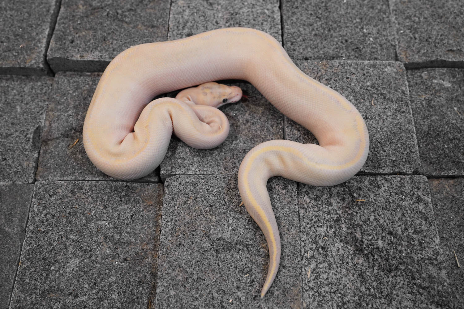 Ivory Desert Ghost Poss Cryptic – REALITY BALL PYTHON