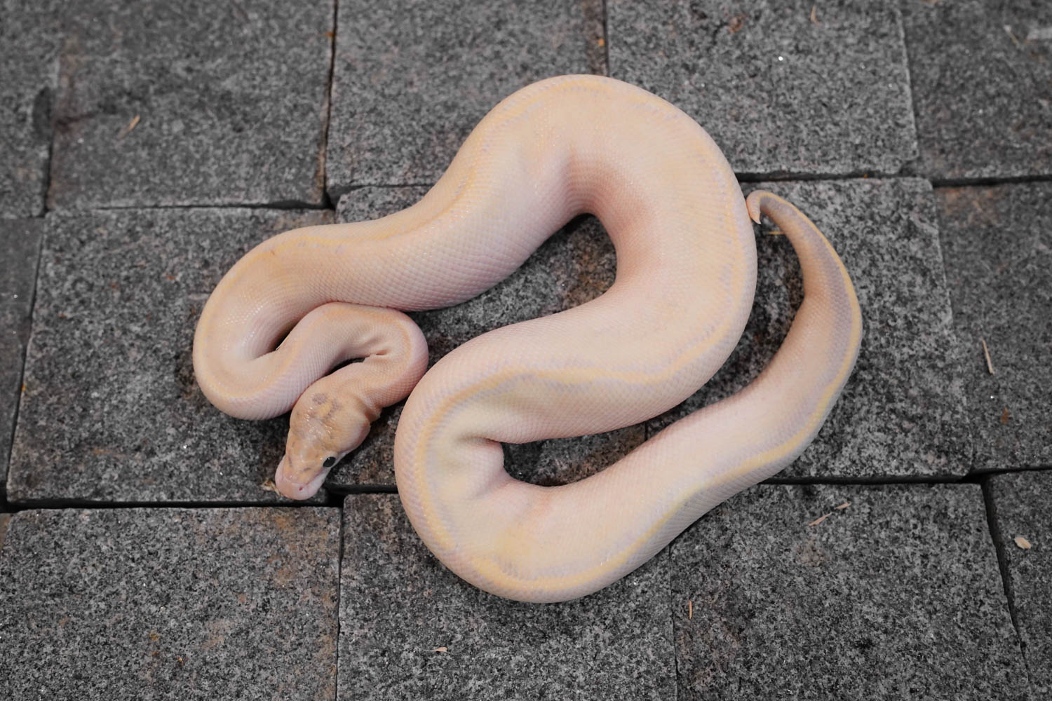Ivory Desert Ghost Poss Cryptic – REALITY BALL PYTHON